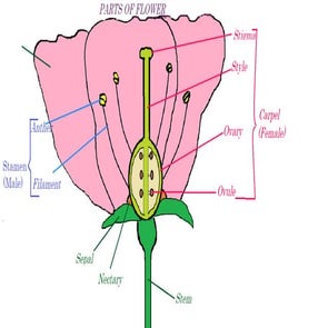 POSTER PARTS OF FLOWER.pdf