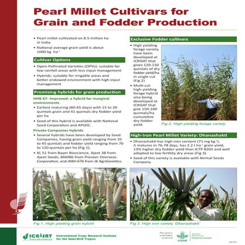 Pearl millet cultivars for grain and fodder production | PDF