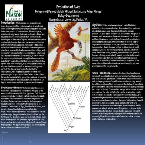 The Origin of Birds. Origin, classification and anatomy | PPT