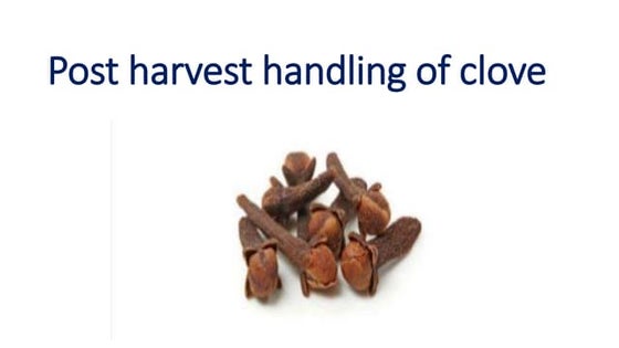 Clove | PPT