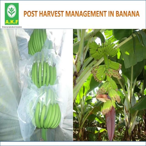 Post harvest management in banana | PPTX