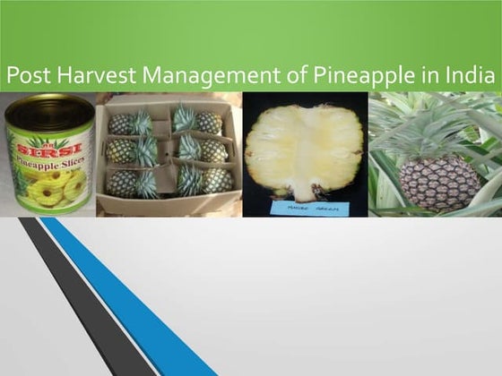 Pineapple | PPT