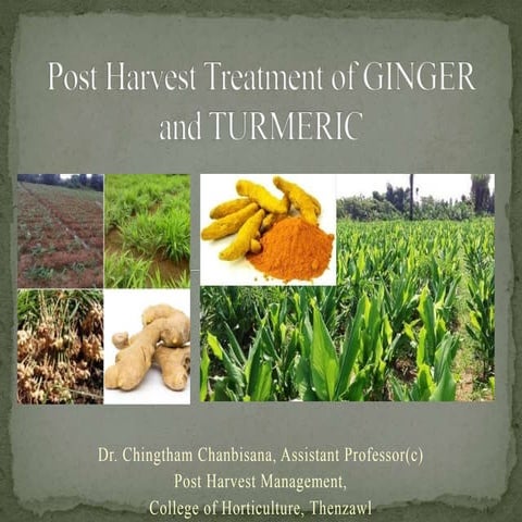 Post harvest management of ginger and turmeric | PPT