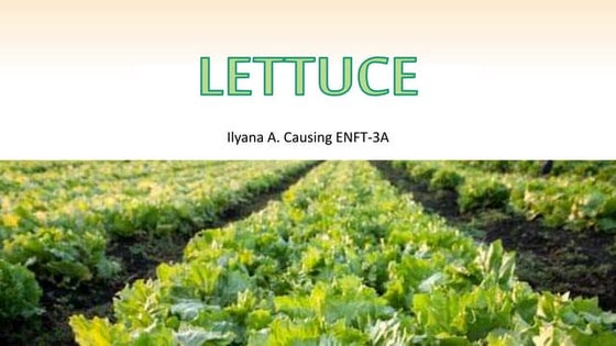 Lettuce | PPTX