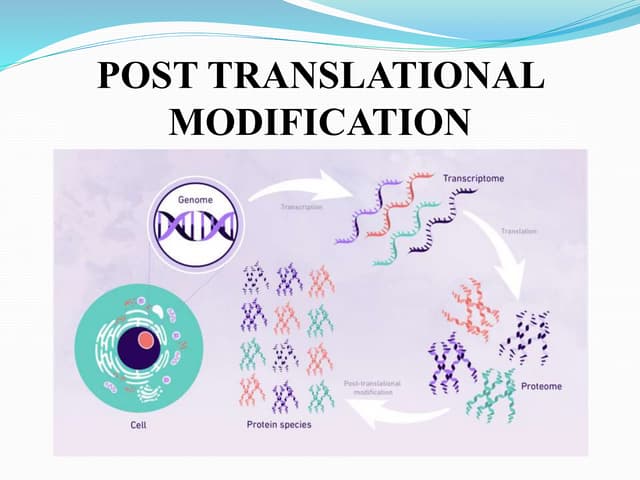 Post Translational Modification Pptx Biological Sciences Science