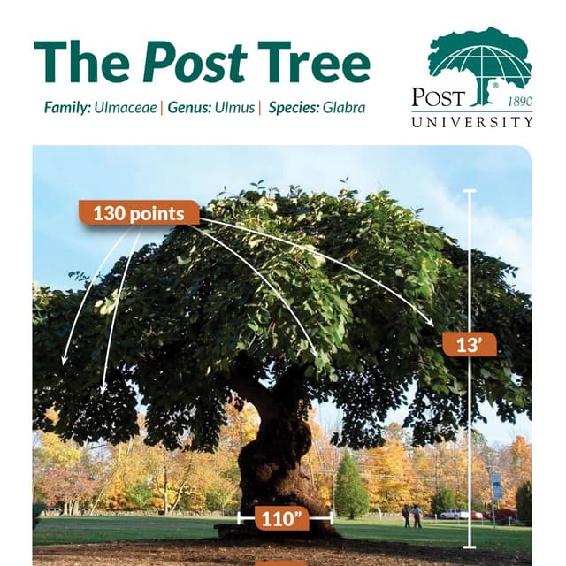 Post Tree Infographic | PDF