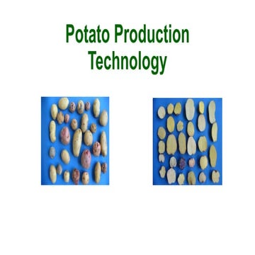 potato.pptx