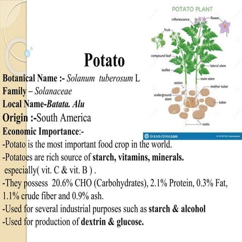 Potato.pptx Detail cultivation practices of potato | PPTX