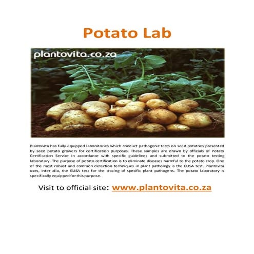 Potato lab | DOCX
