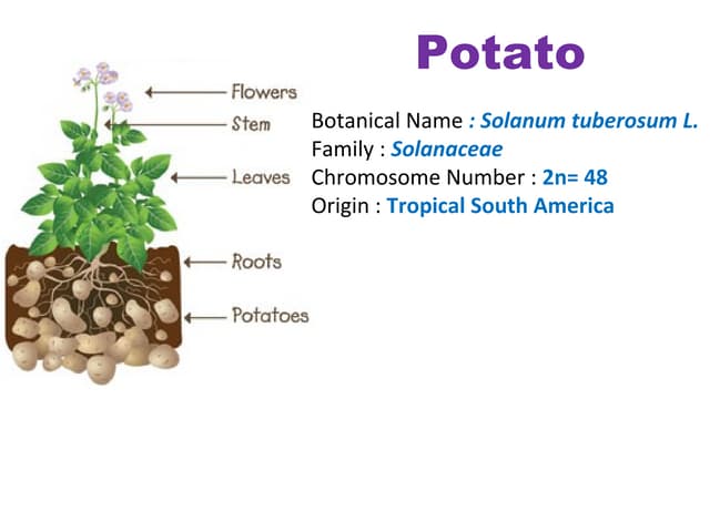 Tomato breeding | PPT