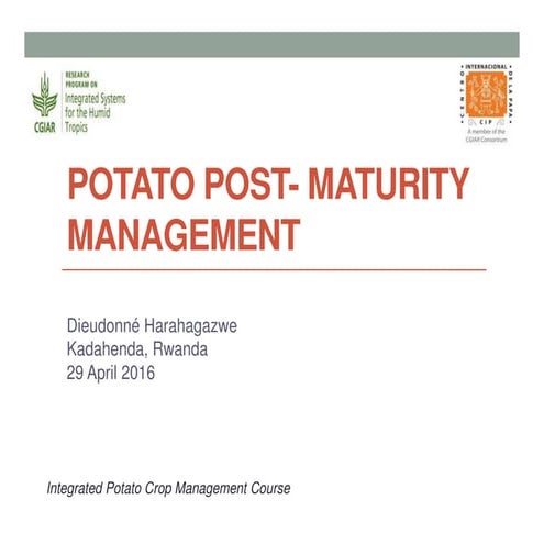 Potato post maturity management | PDF