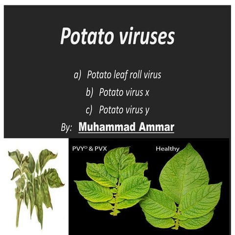 Potato virus,PLRV, PVX, PVY. | PPTX