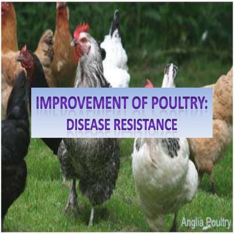 Vaccination in poultry | PDF