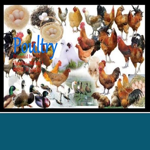 Poultry | PPT