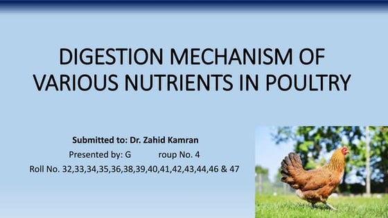 ANIMAL NUTRITION AND FEEDING LECTURE CONTENT | PPT
