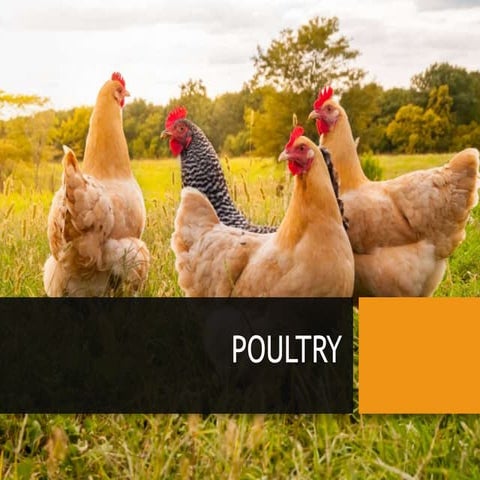 classification of poultry.pptx