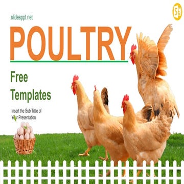 Power Point Template About Poultry Theme | PPTX