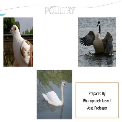 Chapter No 2 Poultry | PPTX
