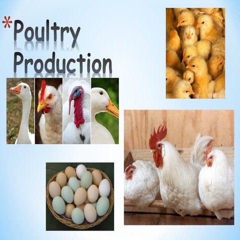 Introduction to poultry production | PPTX