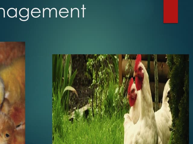 Broiler SBA.docx for agricultural science csec | DOCX