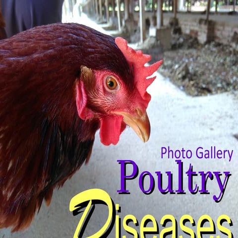 Poultry Diseases, Avian Diseases, Common Chicken Diseases,doencas de ...
