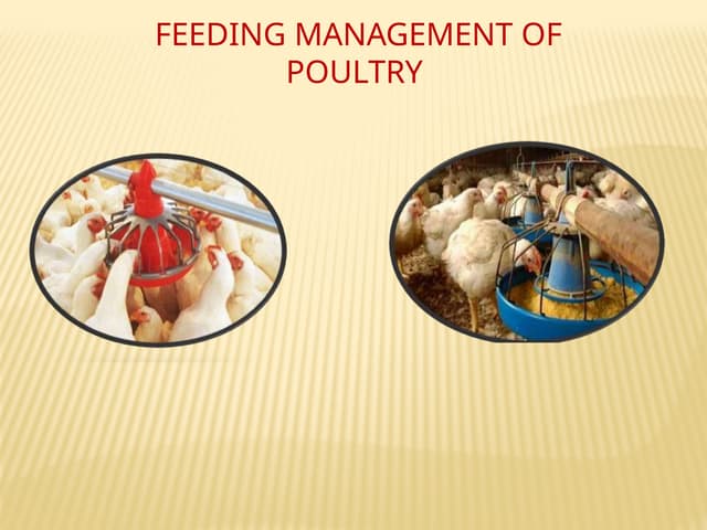 Poultry Feed formulation | PPT
