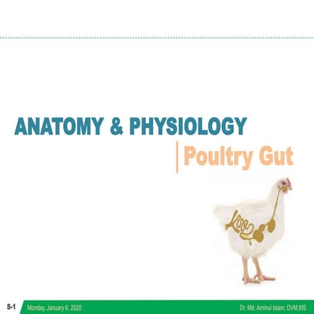 Avian Digestive System | PPTX