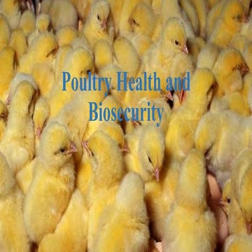 Poultry health and biosecurity | PPTX