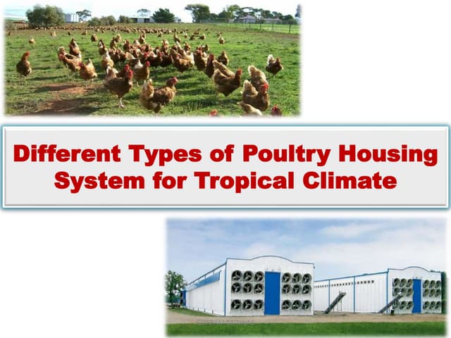 Demonstration of housing and layout plans for poultry [autosaved] | PPTX