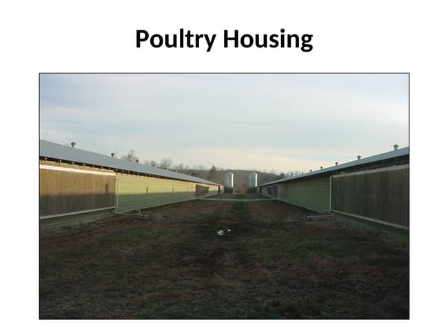 Backyard & semi intensive rearing of Poultry.pptx