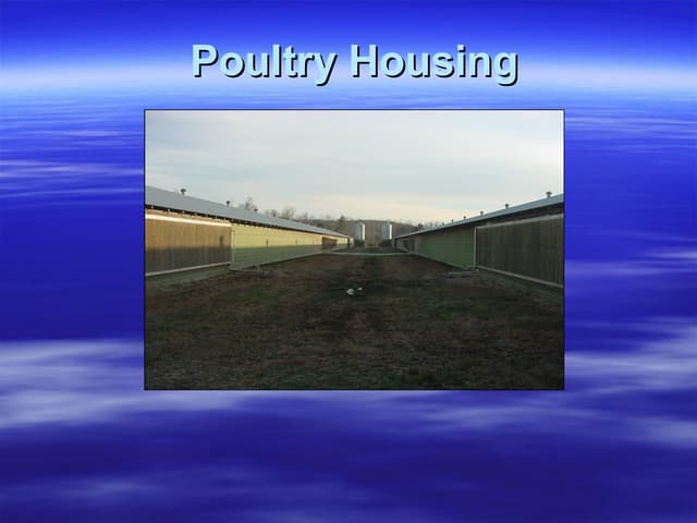 Backyard & semi intensive rearing of Poultry.pptx