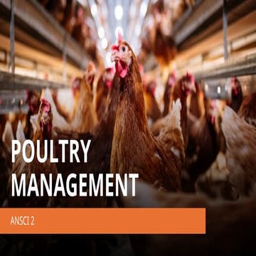 Brooding in poultry | PPTX