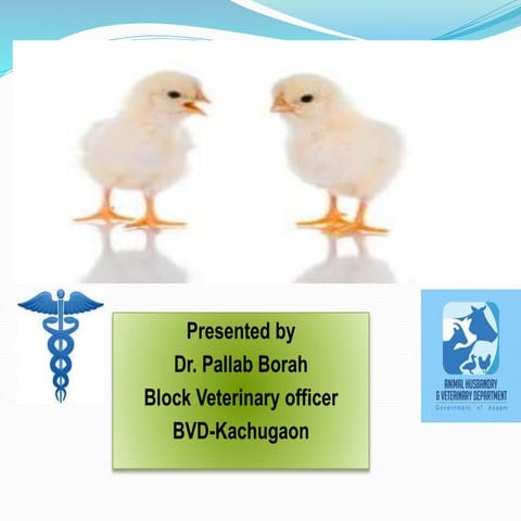 poultry and livestock.......................pptx