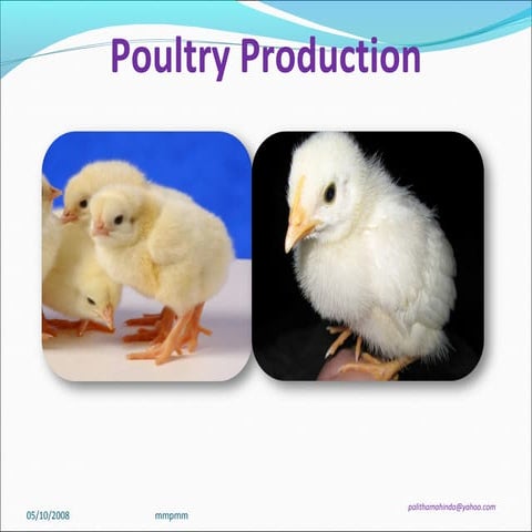 Poultry production | PPT