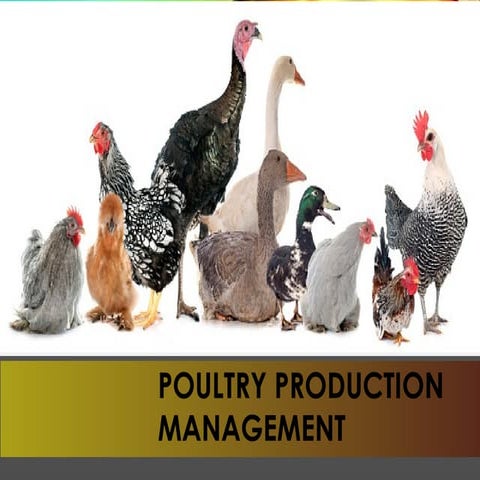 Day 13-16 (Breeds of Farm Animals Chicken, Duck, and Quail).pptx