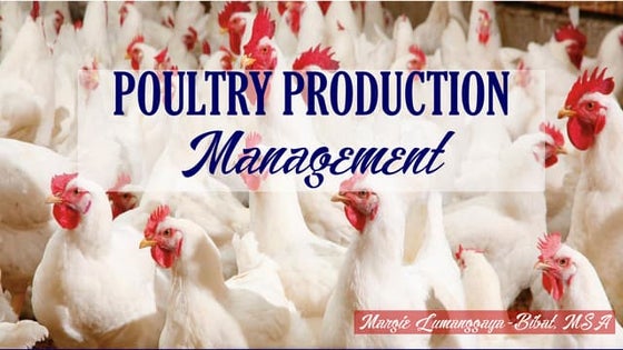 Brown Layer Poultry Farming Guide | PDF | Agriculture | Industries