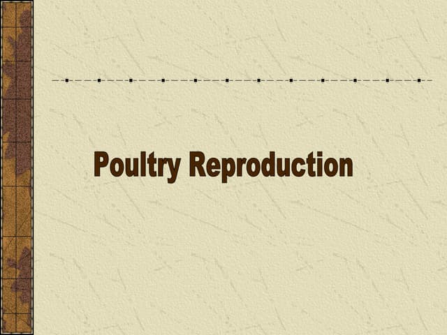 Male reproductive system of cattle | PPTX