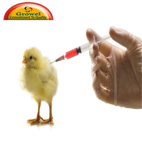 Poultry Vaccination Guide | PDF