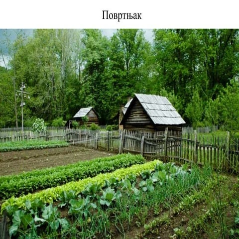 Povrtnjak | PPTX