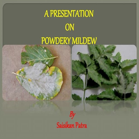Powdery mildew | PPTX