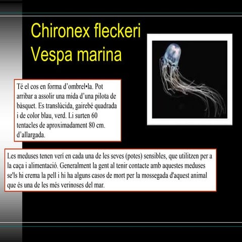 chironex fleckeri | PPTX