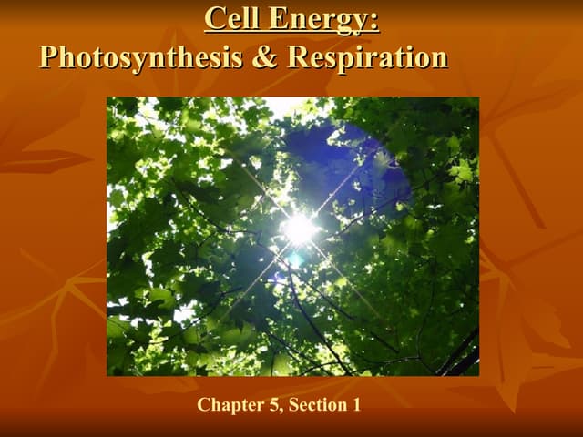 Cellular respiration introduction for 9th grade biology | PPT
