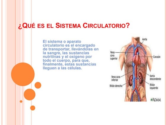 Sistema circulatorio | PPT