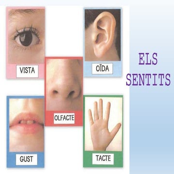 Projecte 5è: ELS SENTITS | PPTX