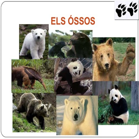 Power els óssos | PPT