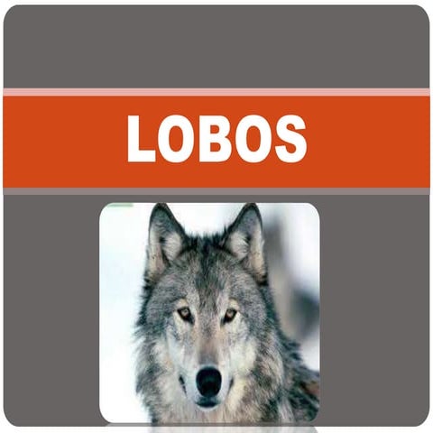 Power lobos | PPSX