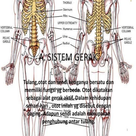 Sistem Otot pada Manusia