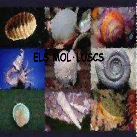 els mol·luscs | PPTX