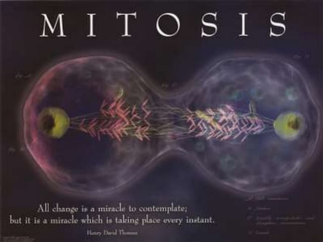 MITOSIS: LIFE SCIENCES FOR GRADE 10`S | PPTX