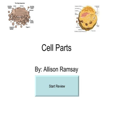 Work sheet on cell organelles | PDF
